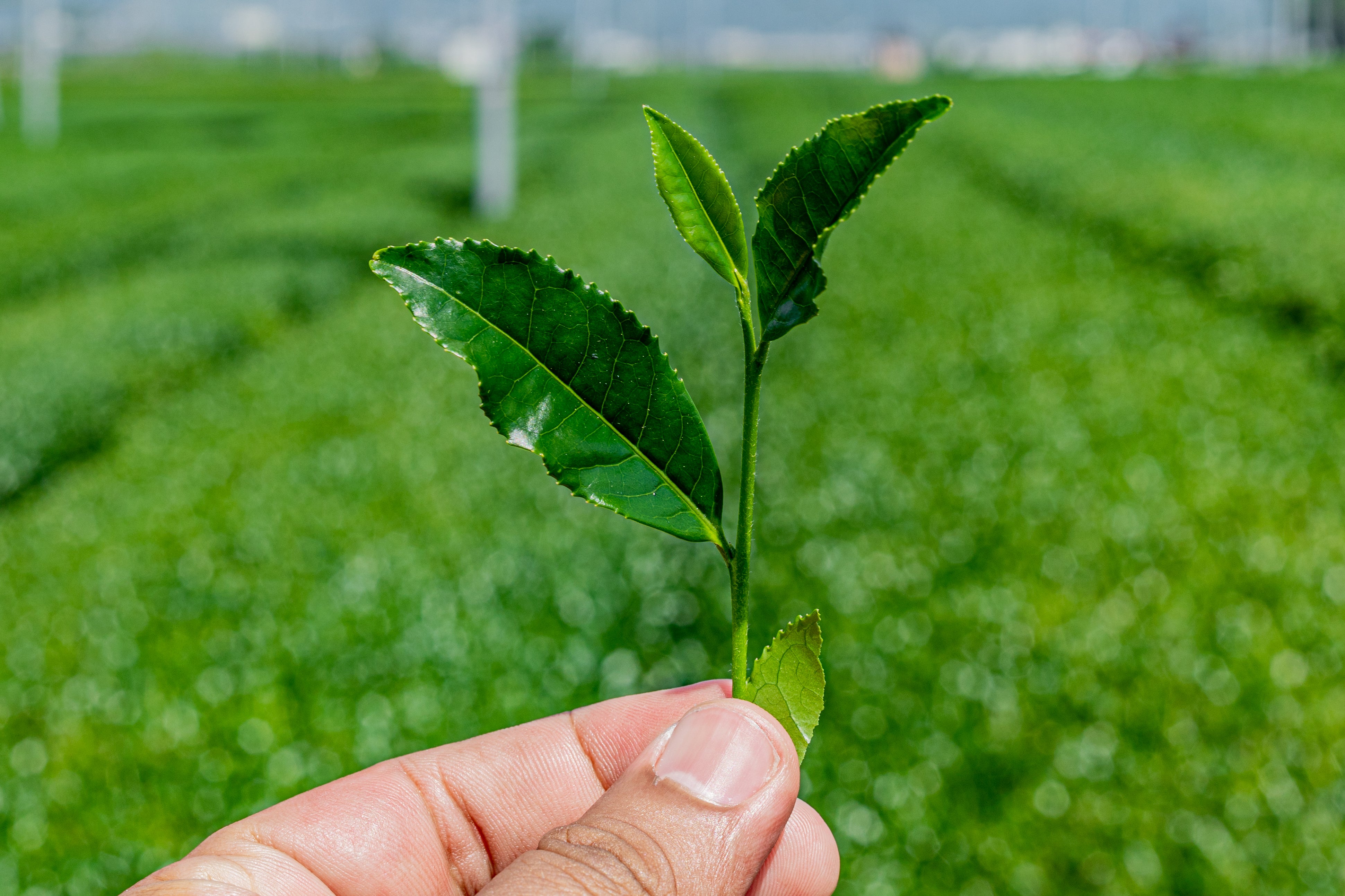 SINENSIS MX ~ Té puro, té premium – SINENSIS.MX
